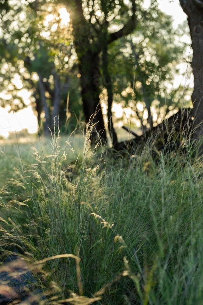 Image of Backlit stalks of long green grass in farm paddock with trees ...