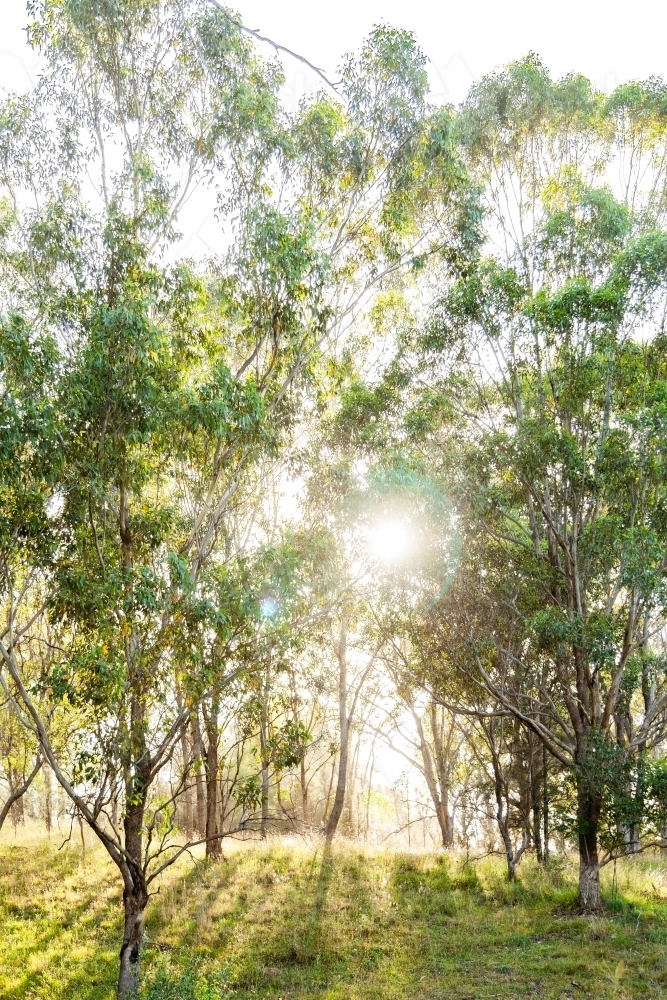 Image of Backlit tree with rays of morning light shining through to ...