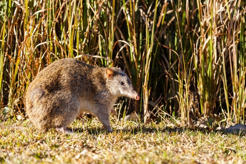 Image of Bandicoot native animal in daylight - Austockphoto