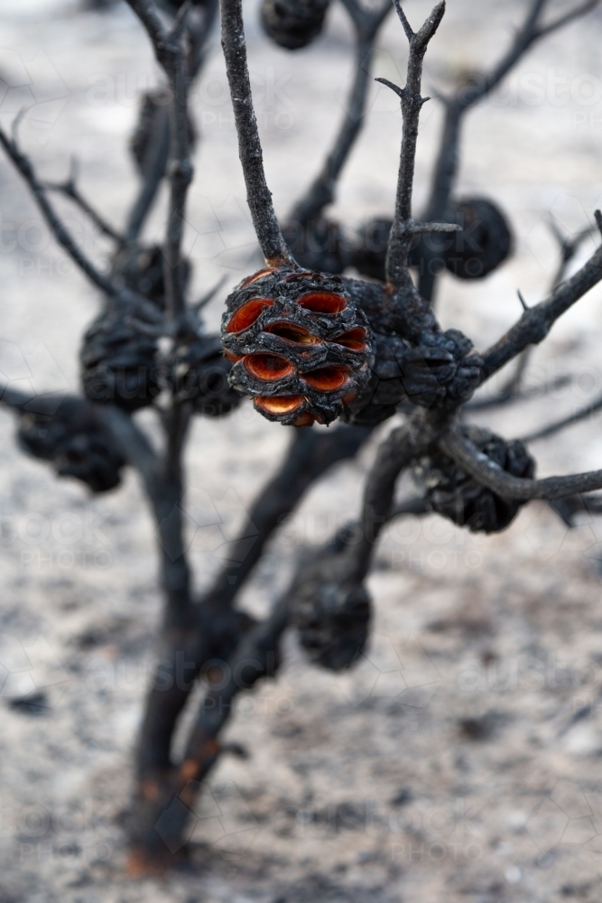 Image of Banksia after a fire with seedpods open in blackened banksia ...