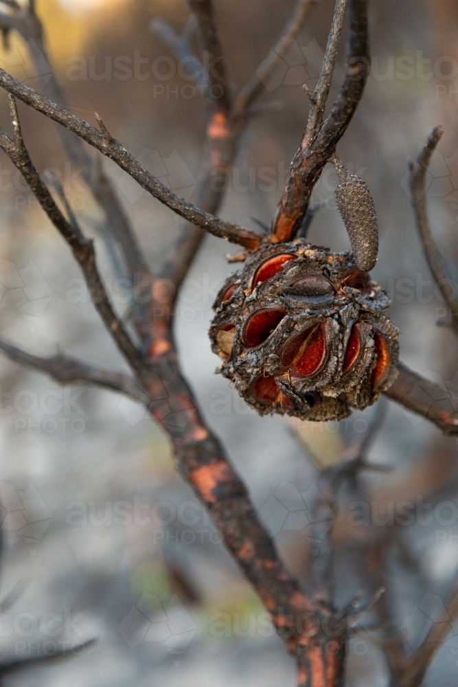 Image of Banksia after a fire with seedpods open in blackened banksia ...