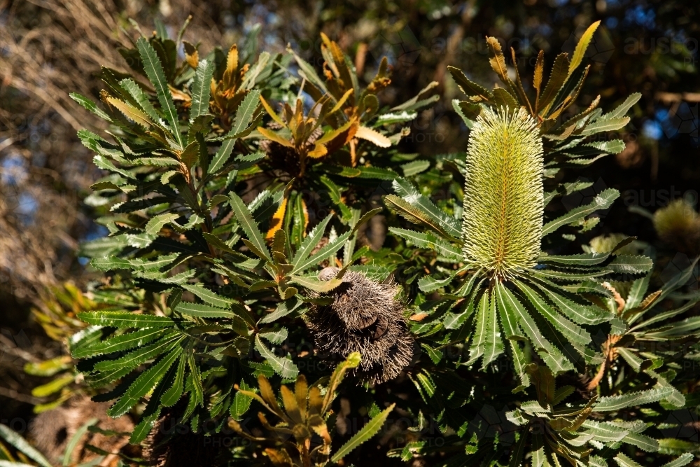 Image of banksia flowers - Austockphoto