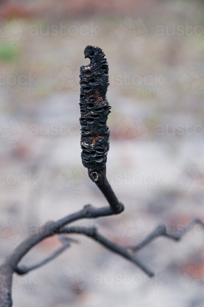 Image of Banksia in the aftermath of a fire - Austockphoto