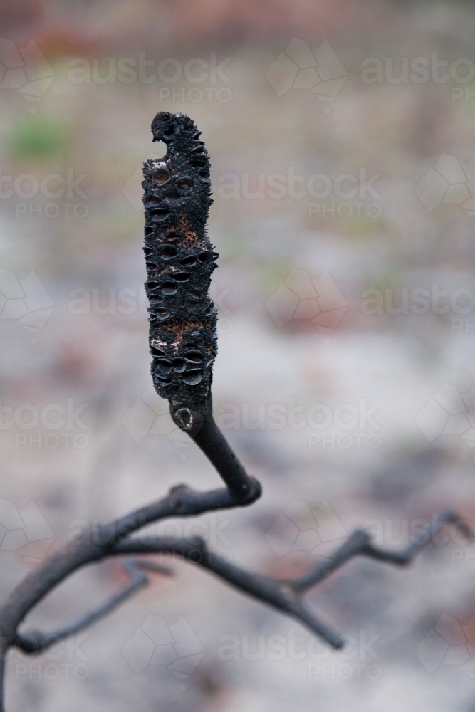 Image of Banksia in the aftermath of a fire - Austockphoto
