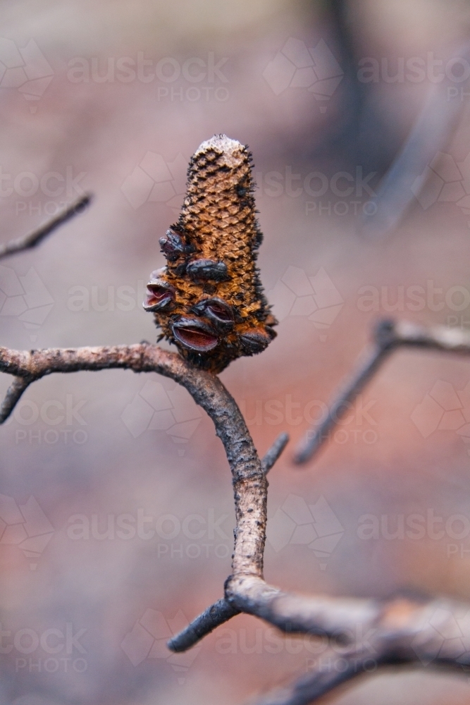 Image of Banksia in the aftermath of a fire - Austockphoto