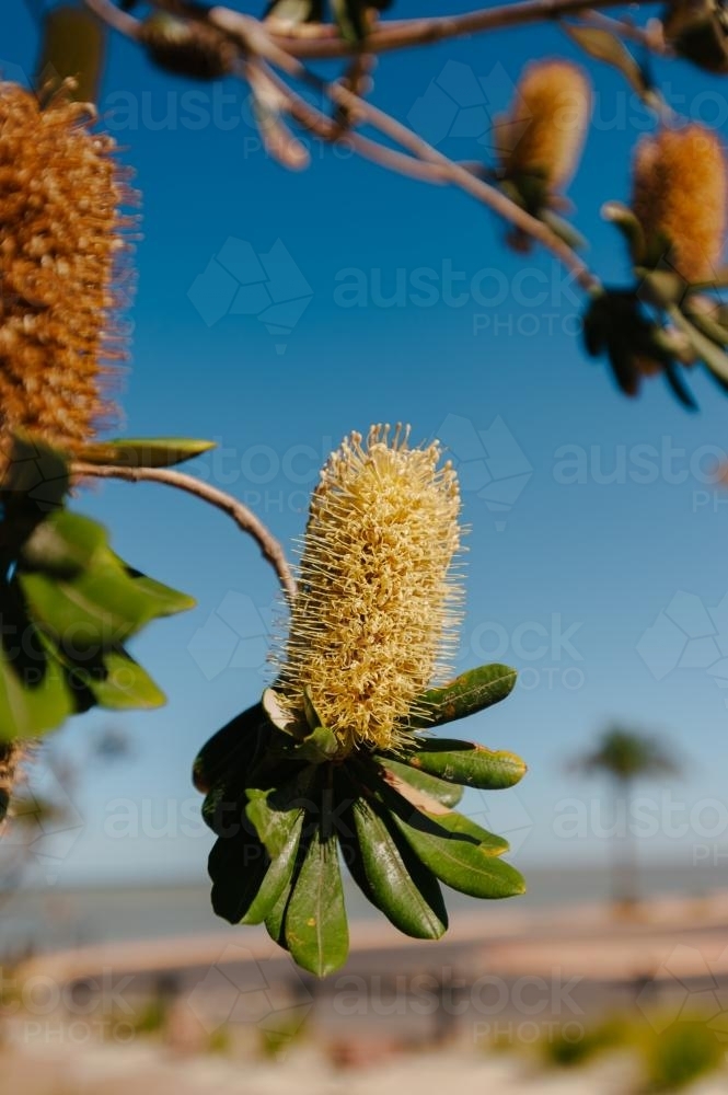 Image of Banksia plant with flower - Austockphoto