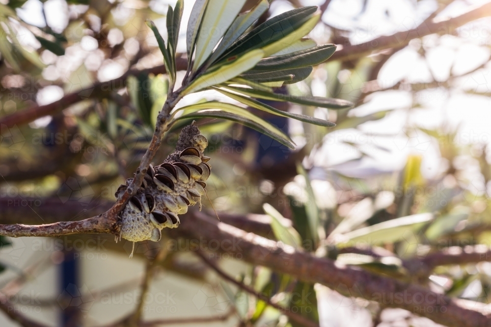 Image of banksia pod - Austockphoto