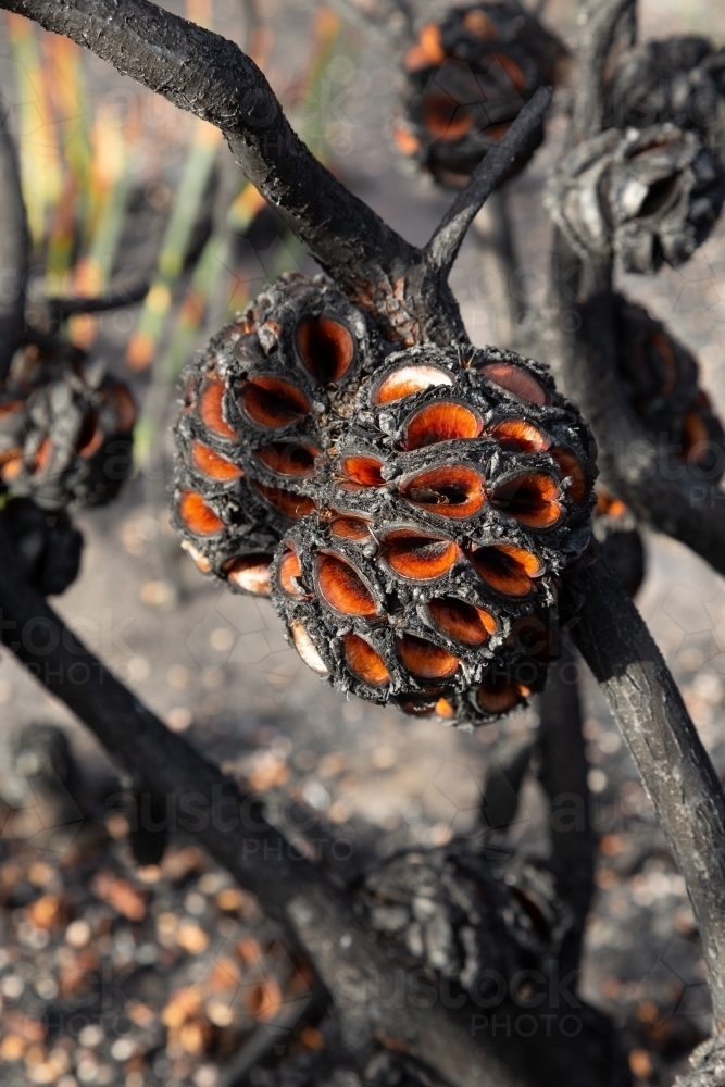Image of Banksia seed pods blackened after a bushfire - Austockphoto