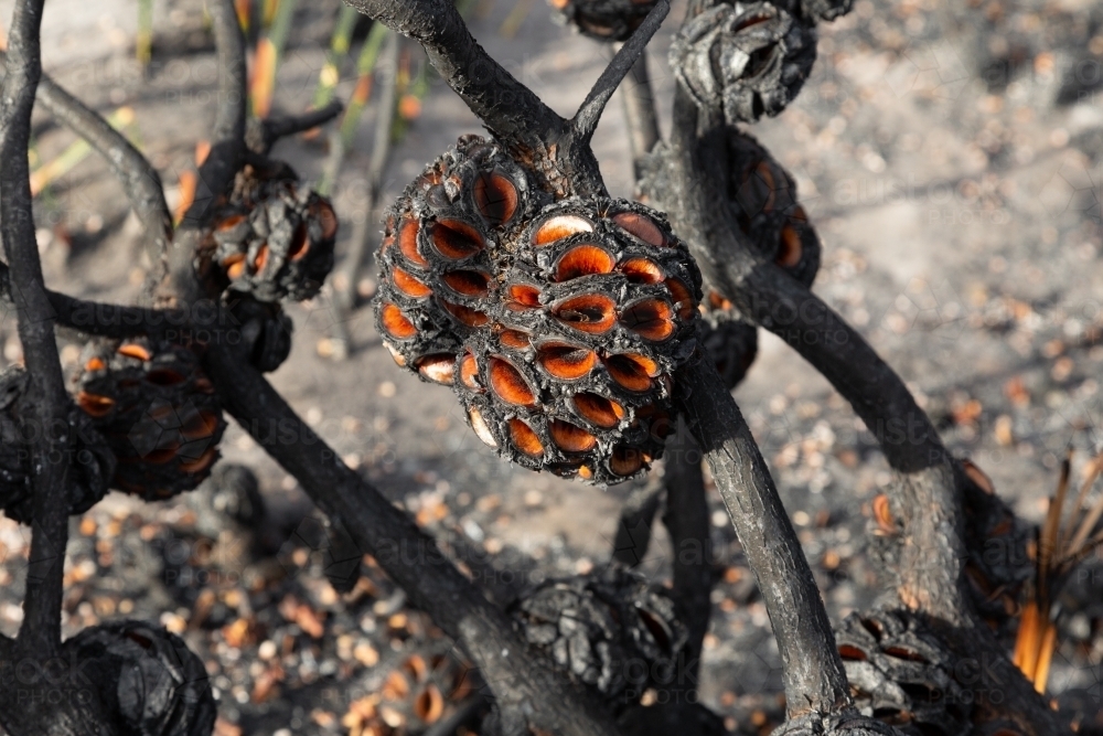 Image of Banksia seed pods blackened after a bushfire - Austockphoto