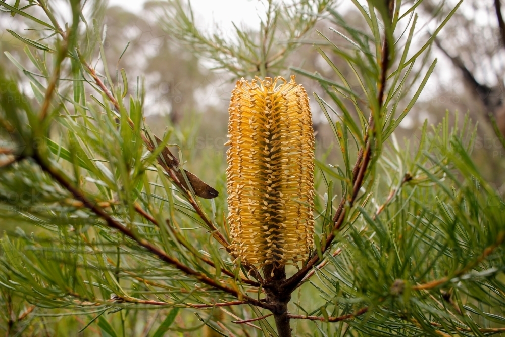 Image of Banksia Spinulosa flower spike - Austockphoto