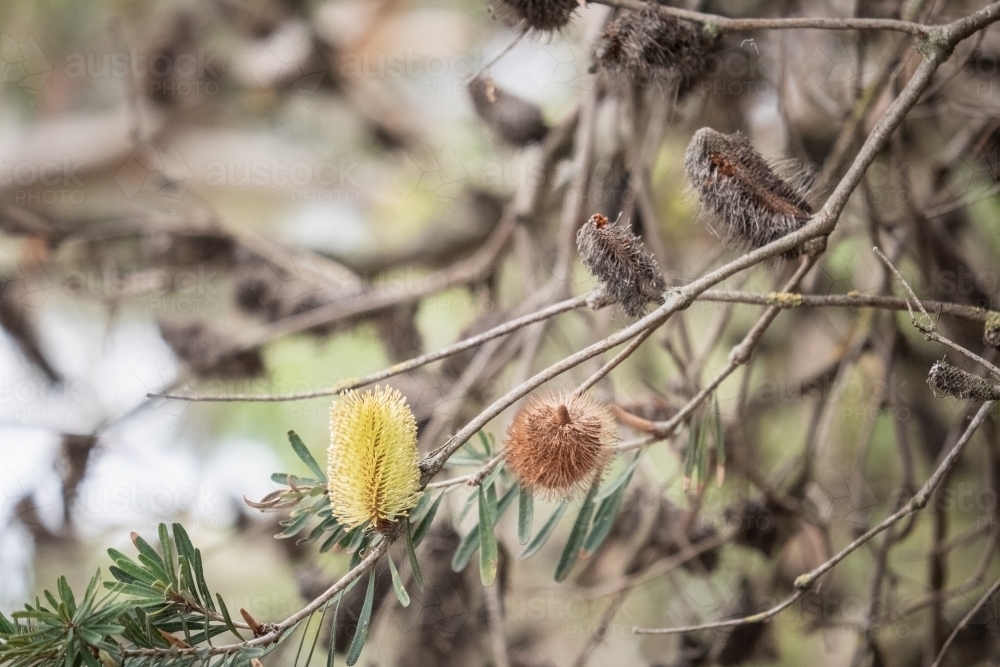 Image of Banksia tree close up - Austockphoto