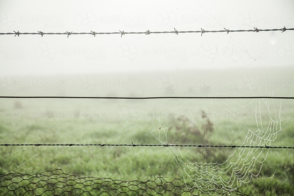 Image of Barbed wire paddock fence in mist - Austockphoto