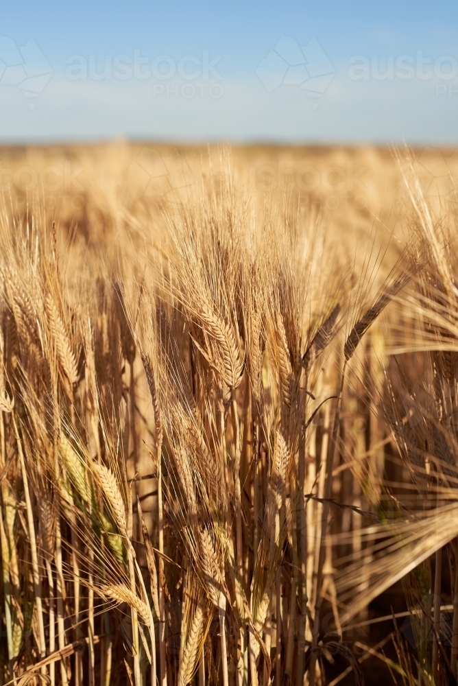 Image of Barley crop almost ready for harvest, on a farm in Western ...