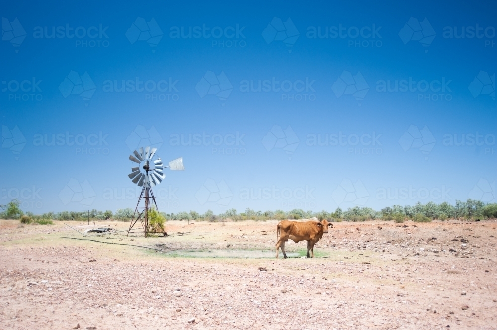 Image of Barren farming land with a cow and old windmill - Austockphoto