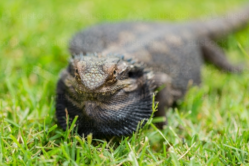 Image of Bearded dragon lizard close up - Austockphoto