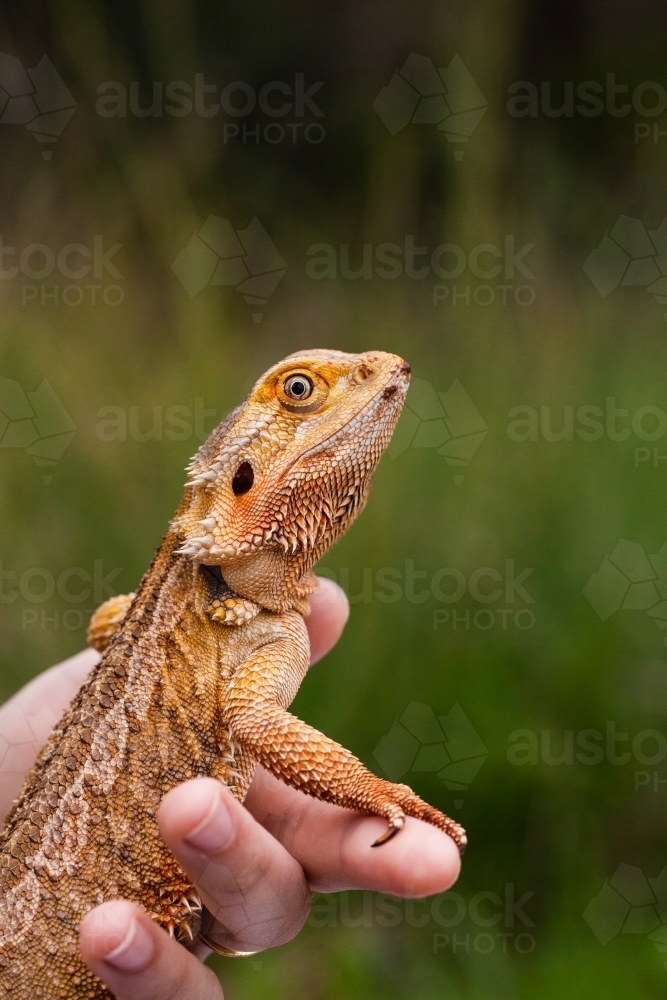 Image of Bearded dragon lizard resting on persons hand with copy space ...