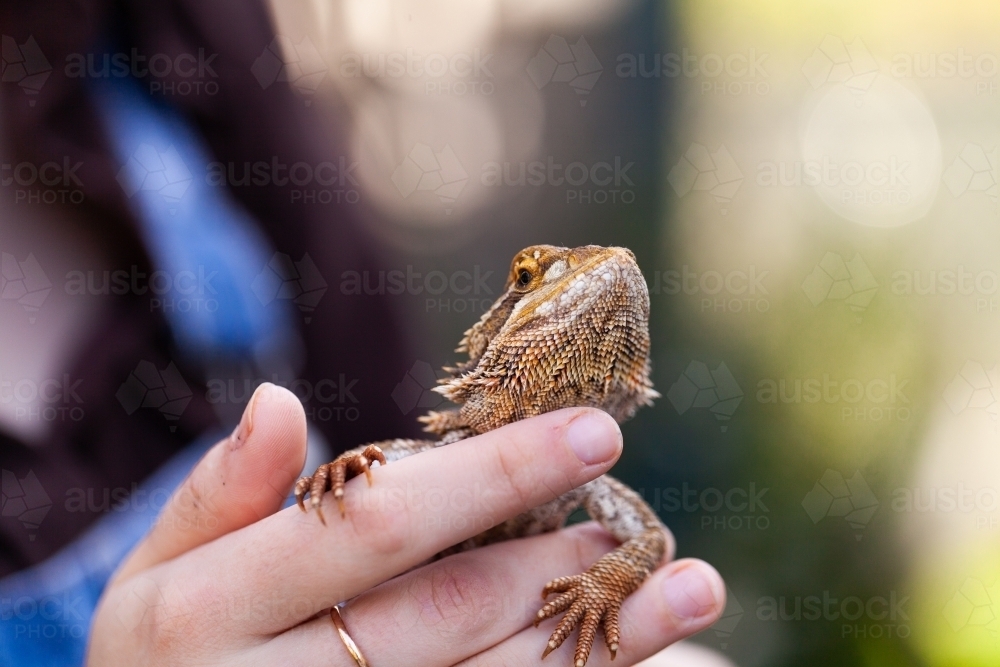 Image of Bearded dragon lizard resting on persons hand with copy space ...