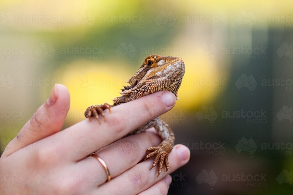 Image of Bearded dragon lizard resting on persons hand with copy space ...