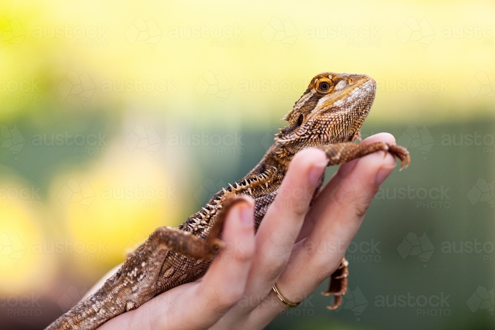Image of Bearded dragon lizard resting on persons hand with copy space ...