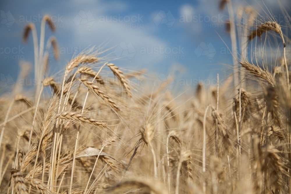 Image of Bearded wheat seed heads bending, ready for the harvest ...