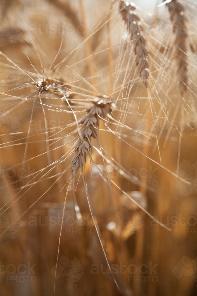Image of Bearded wheat seed heads in a farm paddock - Austockphoto