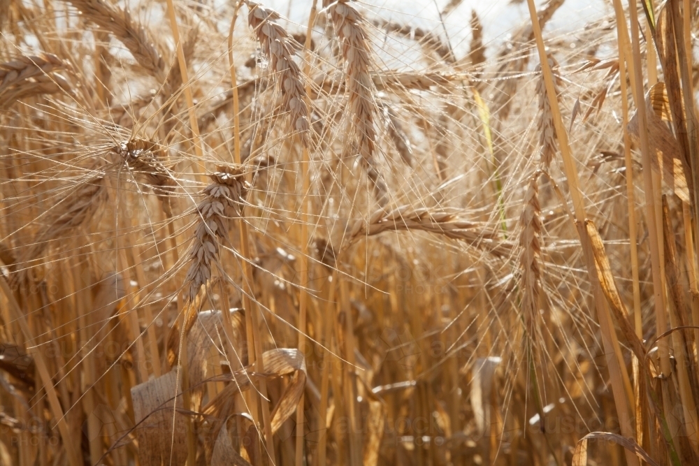 Image of Bearded wheat seed heads ready for harvest in spring ...