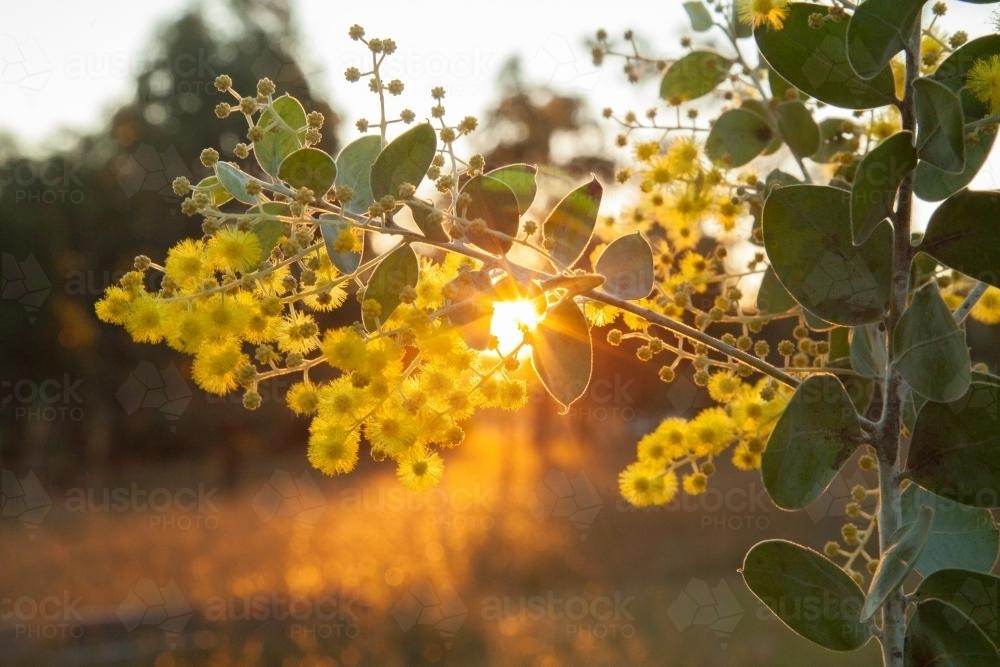 Image of Beautiful blossoms of golden wattle in the afternoon sunlight ...