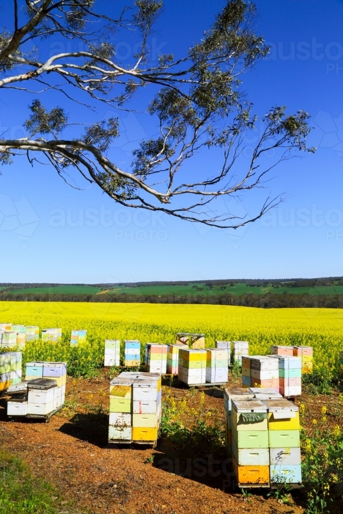 Image of Bee boxes hives alongside a canola crop - Austockphoto