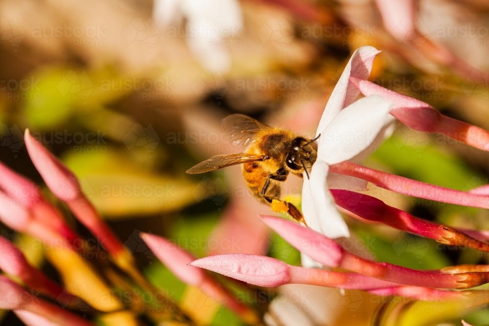 Image of Bee on jasmine flower - Austockphoto
