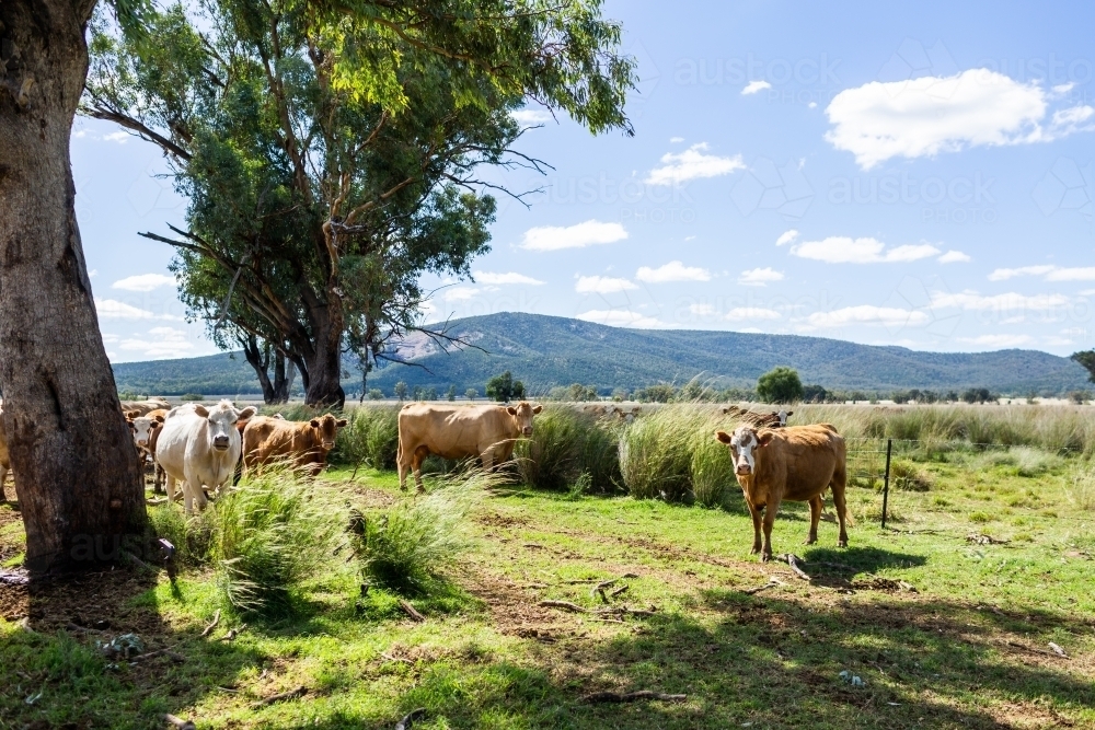 Image of Beef cattle in farm paddock beside gum tree - Austockphoto