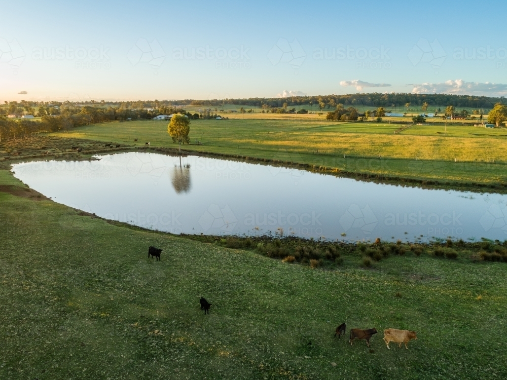 Image of Beef cattle in farm paddock in the last light of day ...