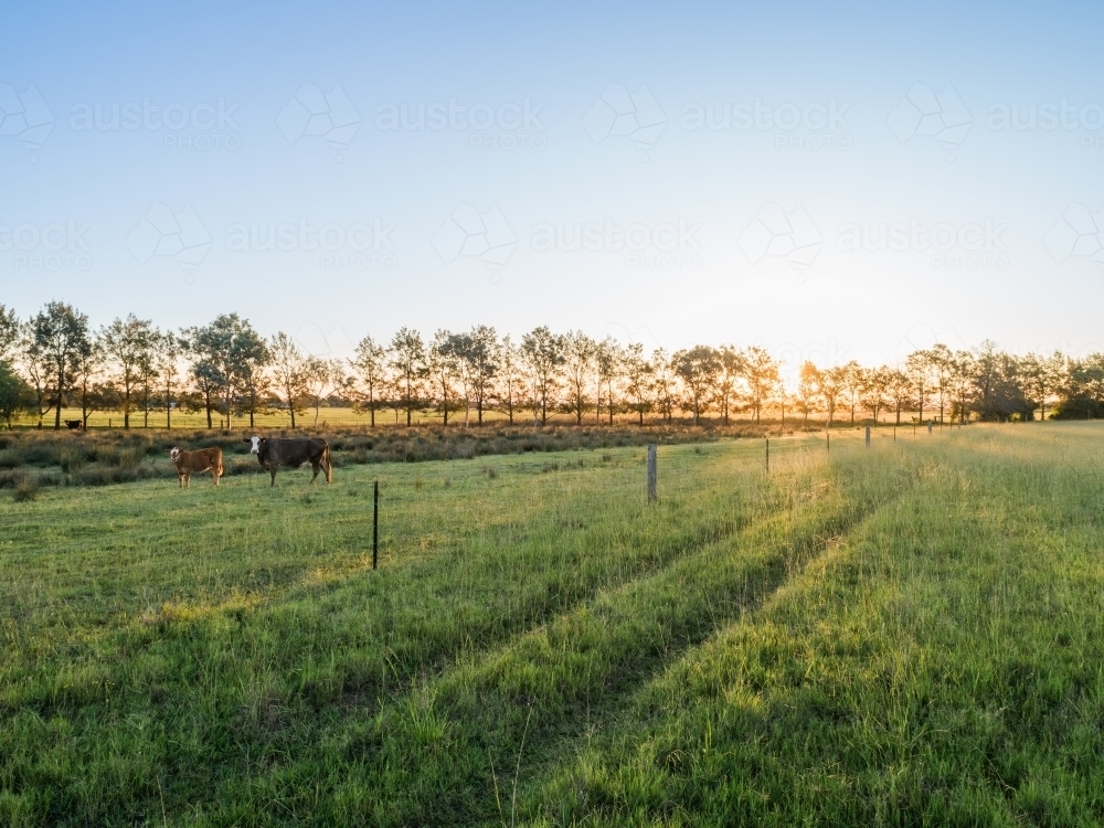 Image of Beef cattle in farm paddock in the last light of day ...