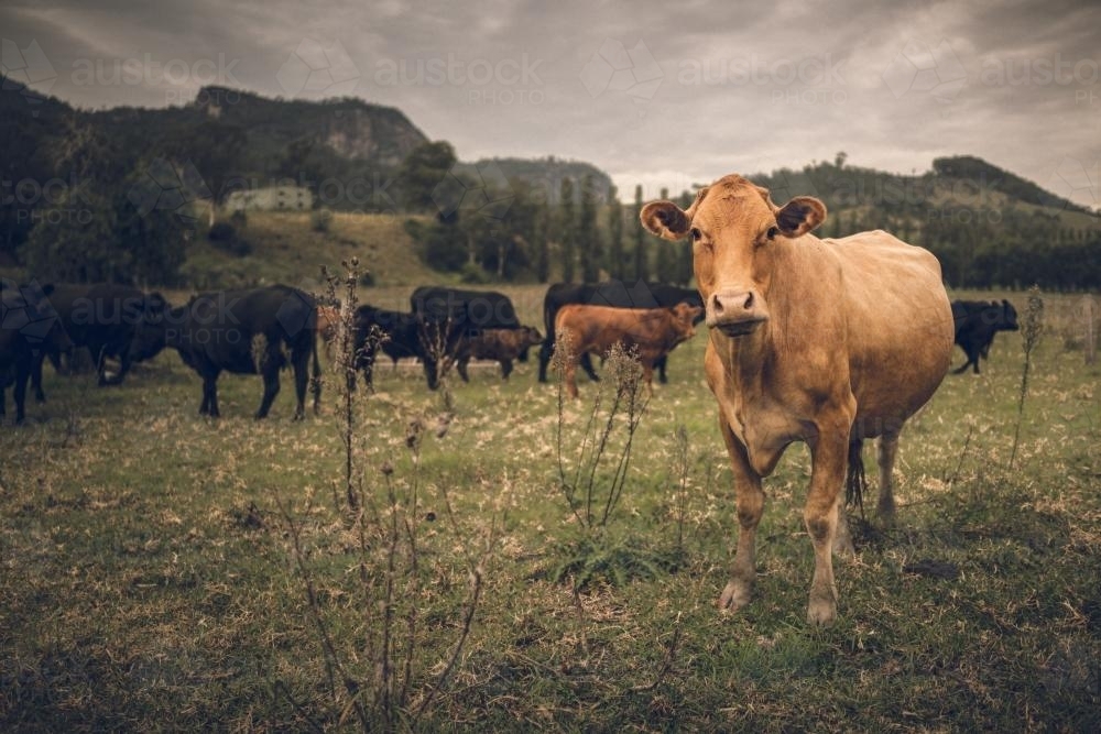 Image of Beef cattle on a farm in Barrington - Austockphoto