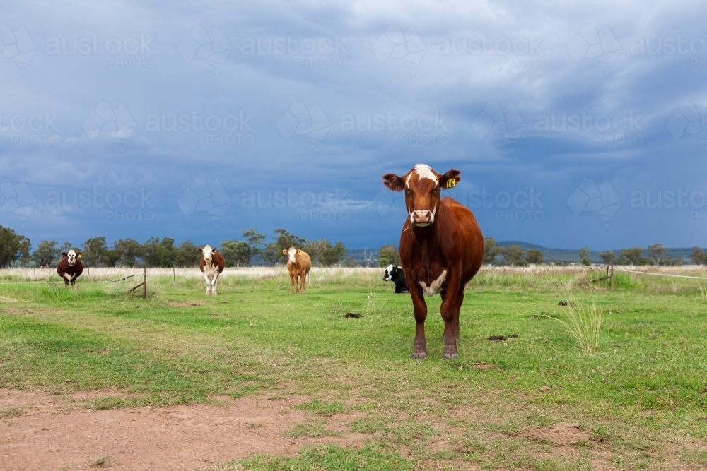 Image of Beef cow standing in green farm paddock with more rain ...