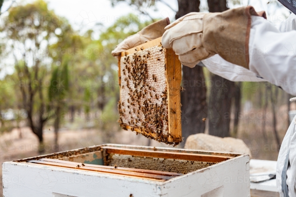 Image of Beekeeper lifting capped honeycomb from beehive - Austockphoto