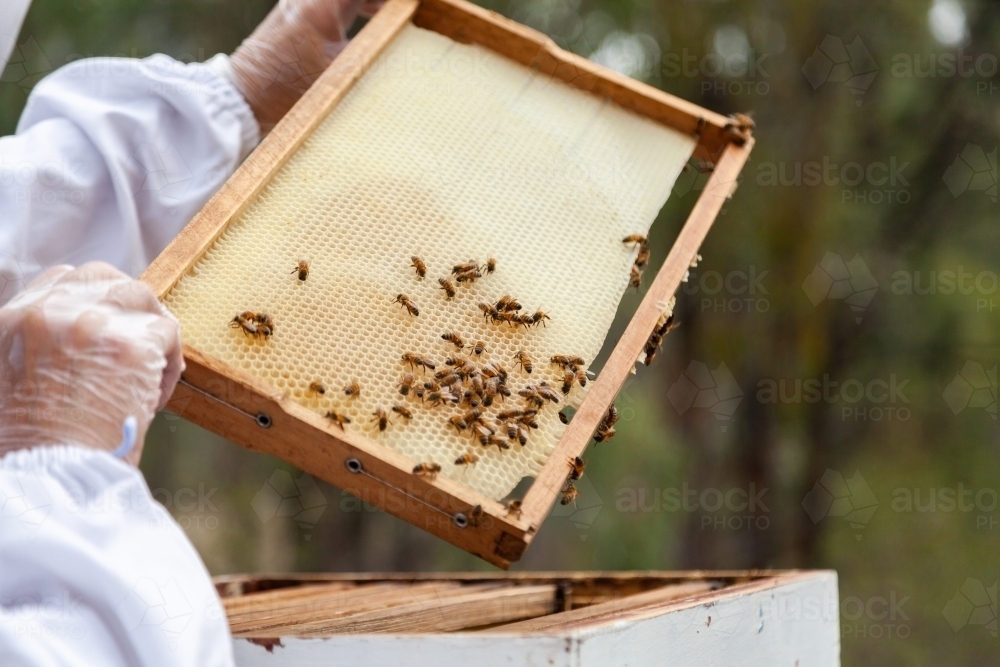 Image of Bees filling new honeycomb with honey - Austockphoto