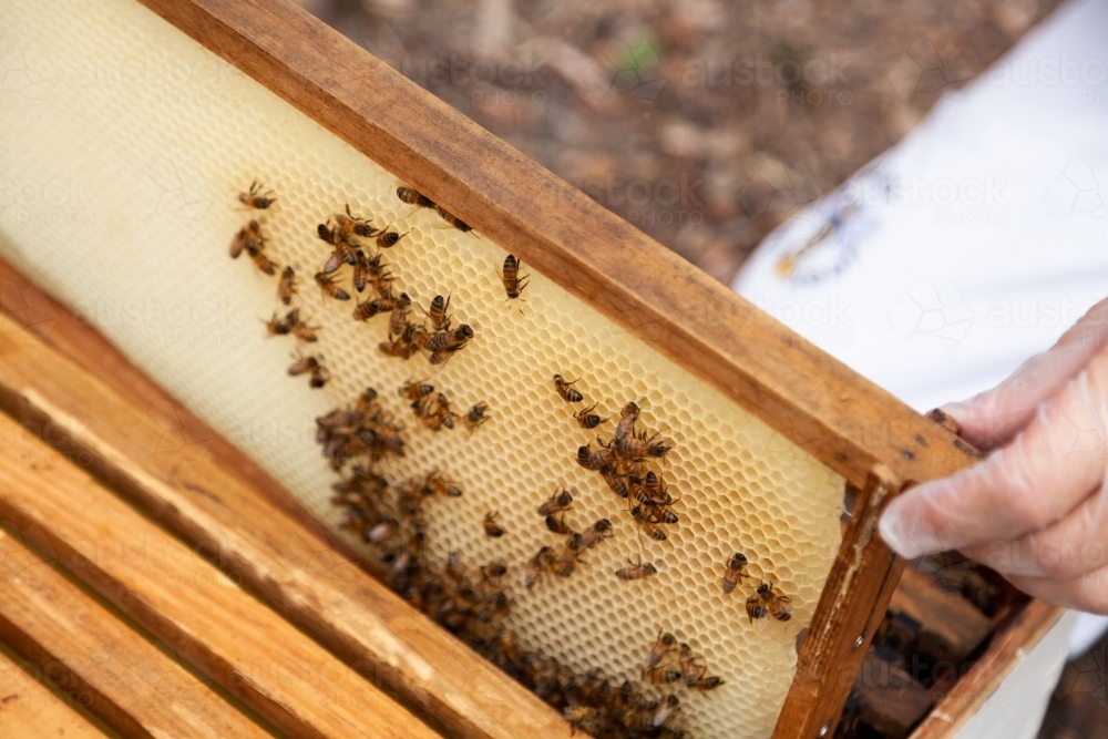 Image of Bees filling new honeycomb with honey - Austockphoto