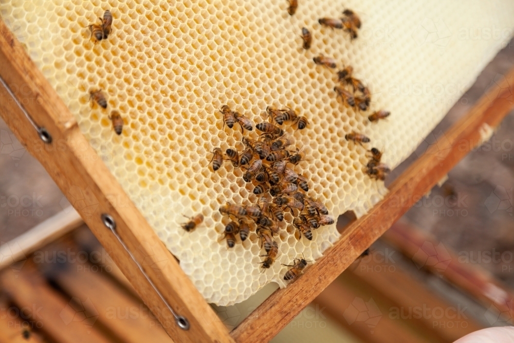 Image of Bees filling new honeycomb with honey - Austockphoto