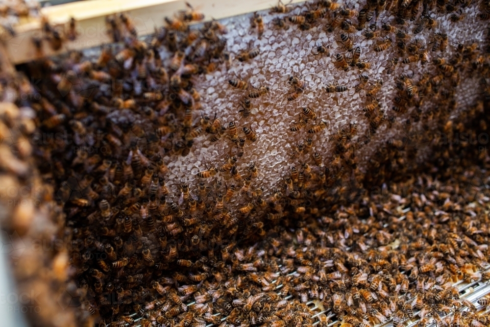 Image of Bees inside bee box with honeycomb frame - Austockphoto