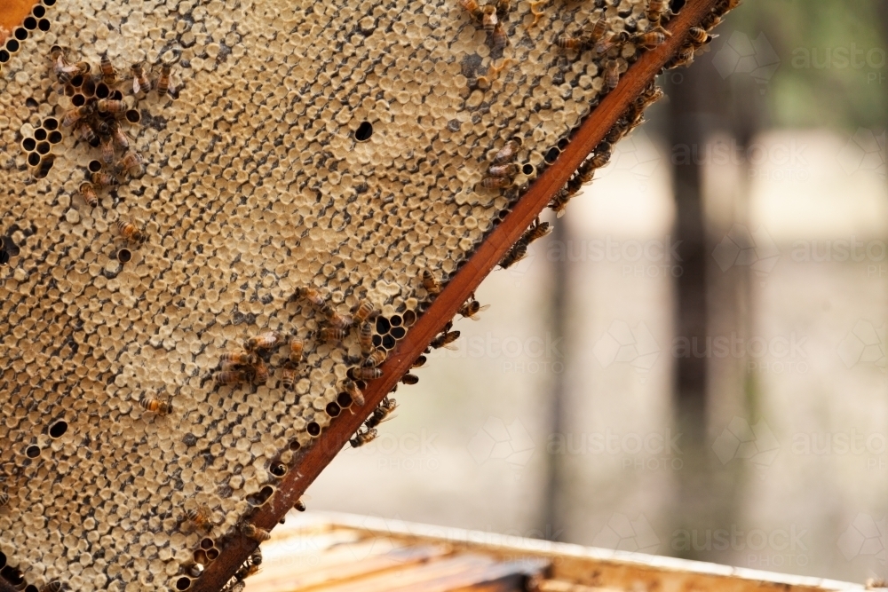 Image of Bees on capped honeycomb frame - Austockphoto