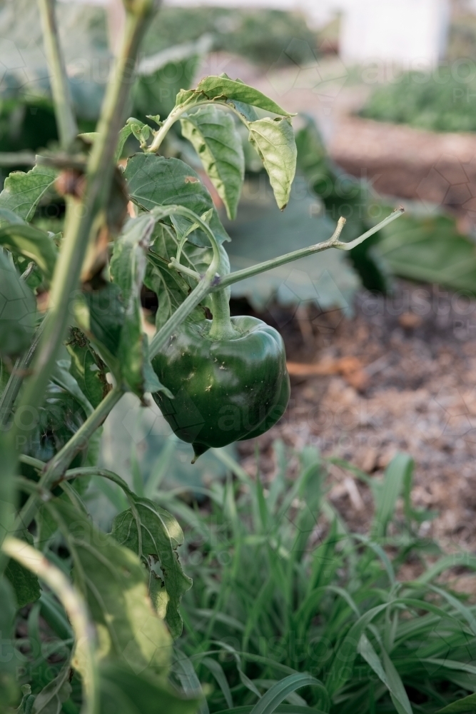 Image of Bell Pepper crop at community garden - Austockphoto