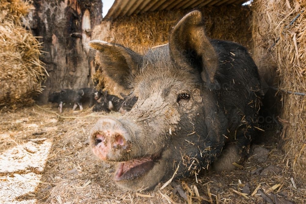 Image of Berkshire Sow with piglets in background - Austockphoto