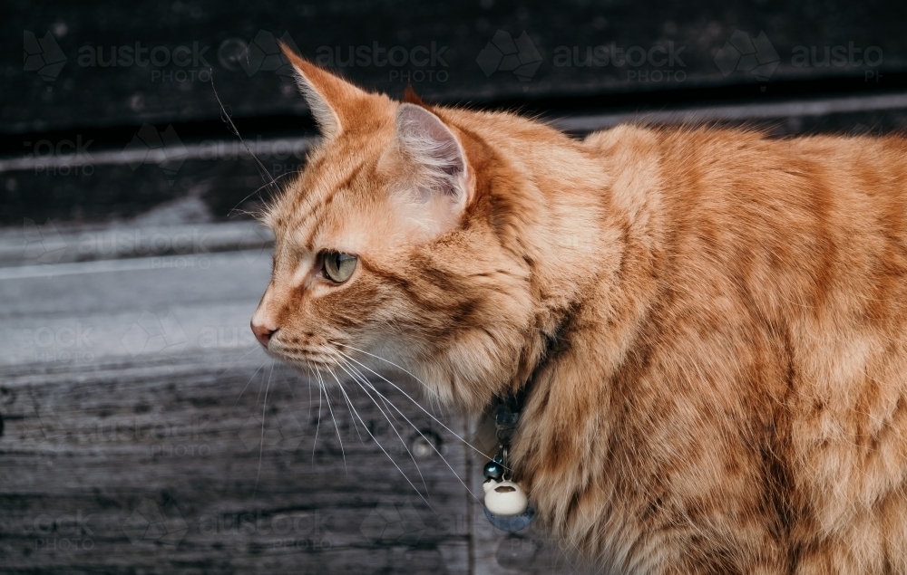 Image of Big ginger cat. - Austockphoto
