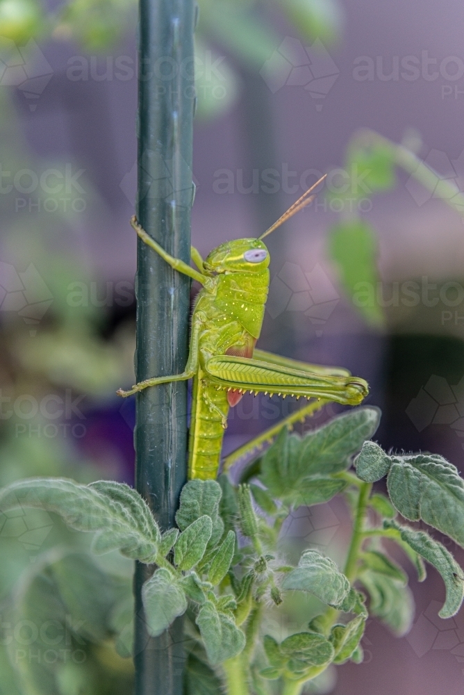 Image of Big grasshopper on tomato plant - Austockphoto