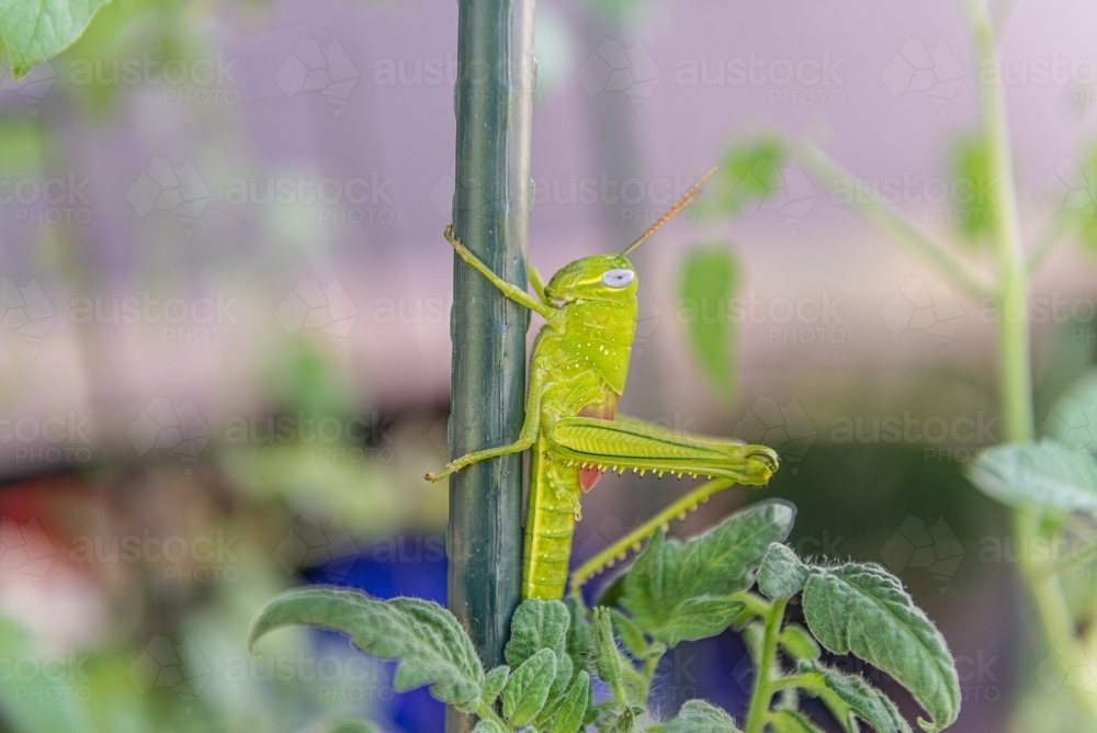 Image of Big grasshopper on tomato plant - Austockphoto