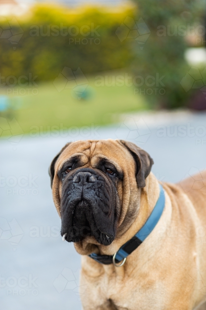 Image of big pet dog in front yard wearing collar with copy space above ...