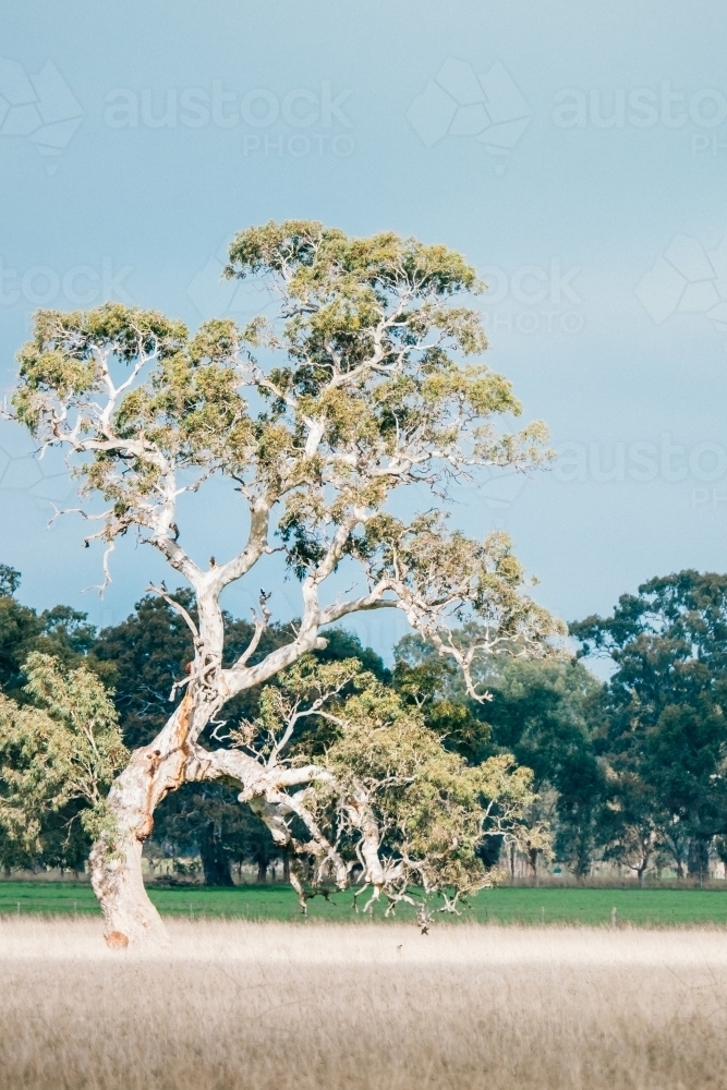 Image of Big river gum tree with winter grass. - Austockphoto