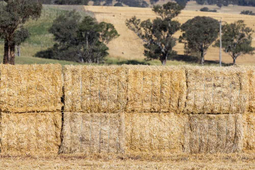Image of Big squares of barley straw bales stacked in a paddock ...