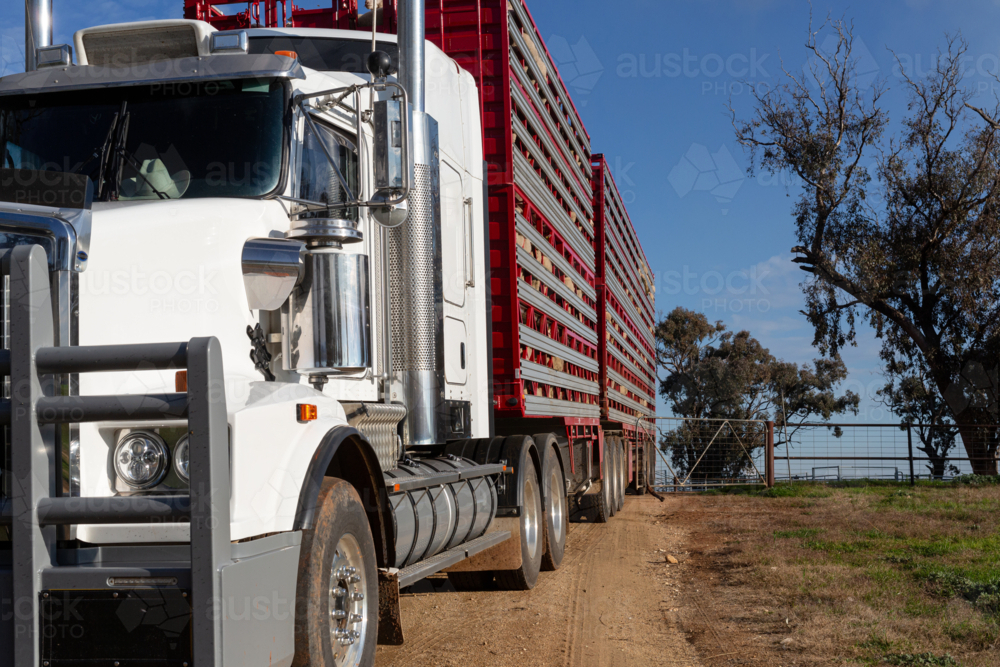 Image of Big white truck with stock crate loading sheep for sale yards ...