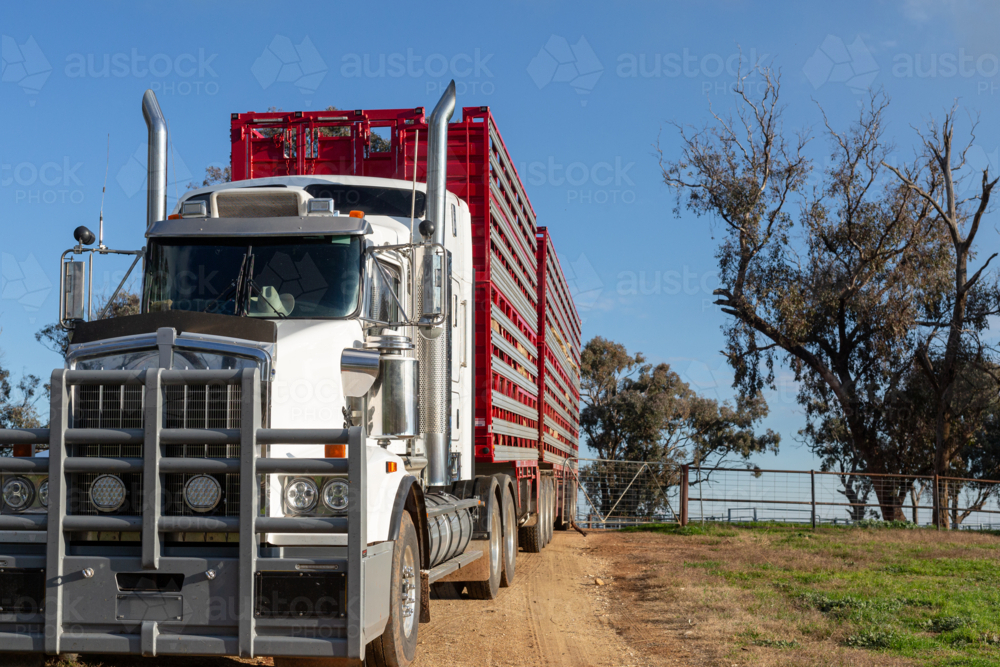 Image of Big white truck with stock crate loading sheep for sale yards ...